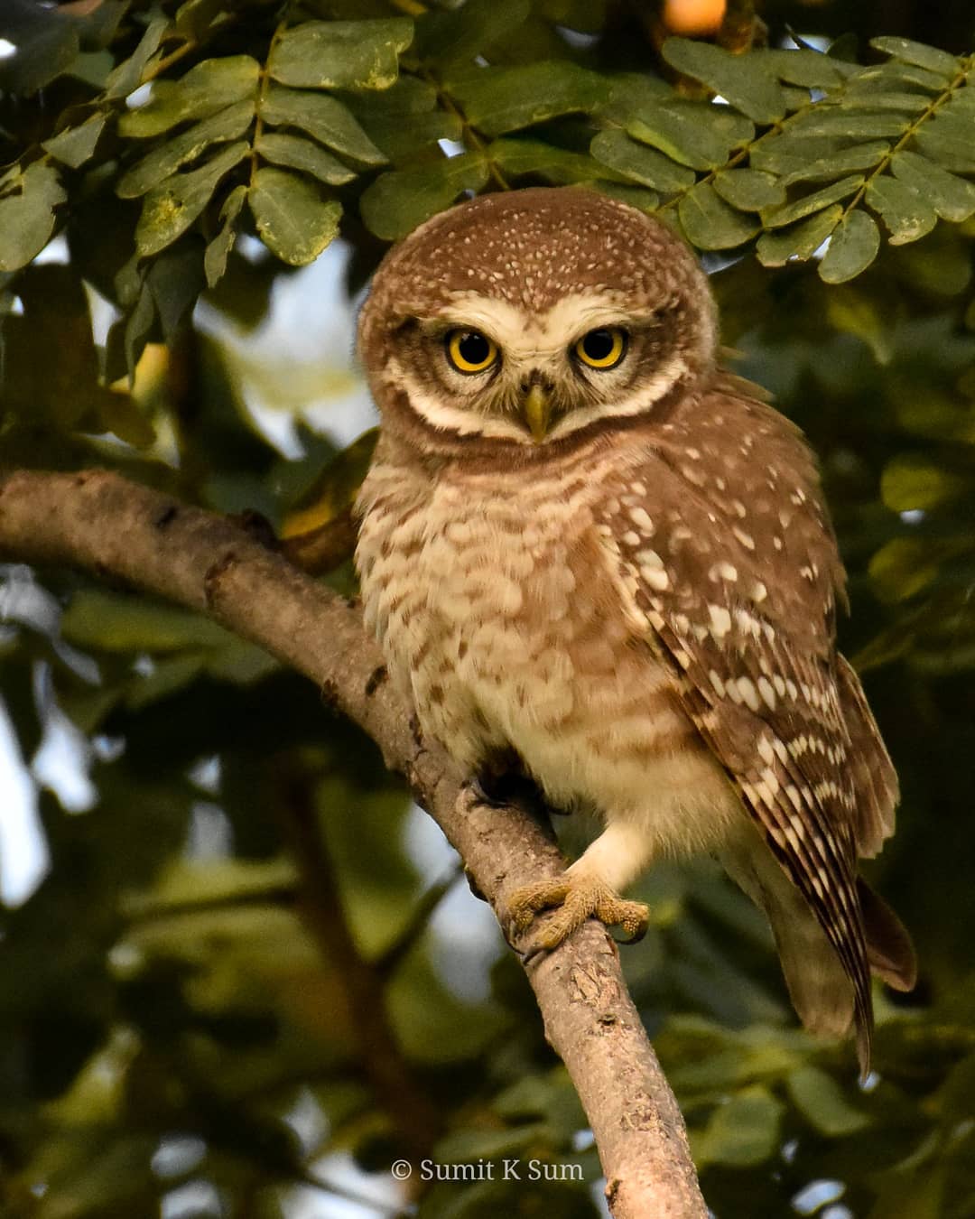 Spotted Owlet – The Friendly Little Owl of India | Nature Storyteller