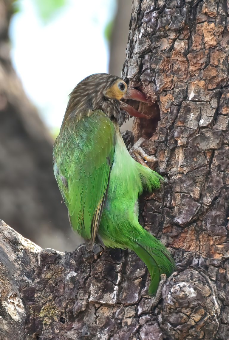 Brown-headed Barbet (Psilopogon Zeylanicus) – Nature Storyteller