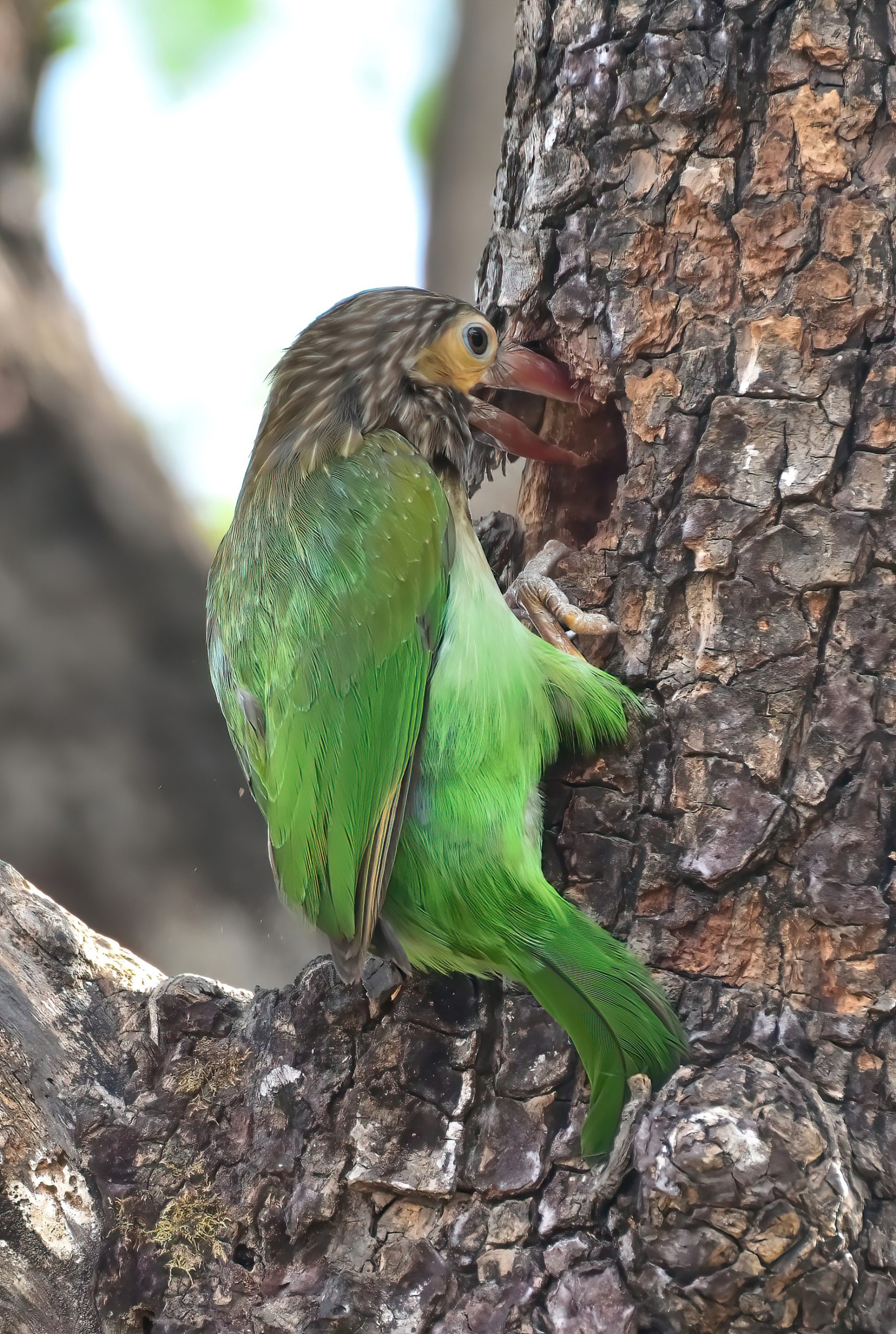 Brown-headed Barbet (Psilopogon Zeylanicus) – Nature Storyteller