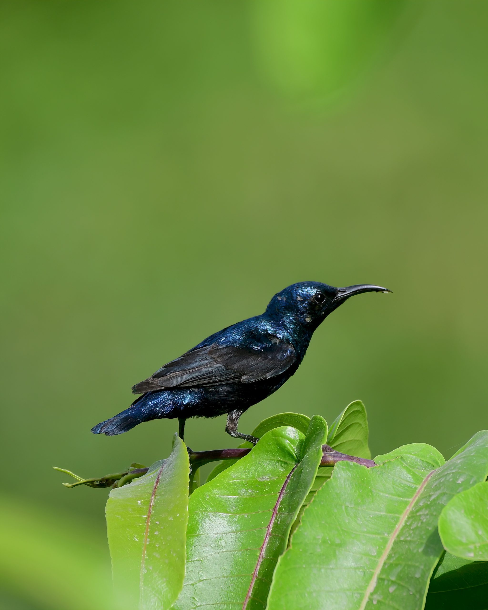 Purple Sunbird (Cinnyris Asiaticus) – Nature Storyteller