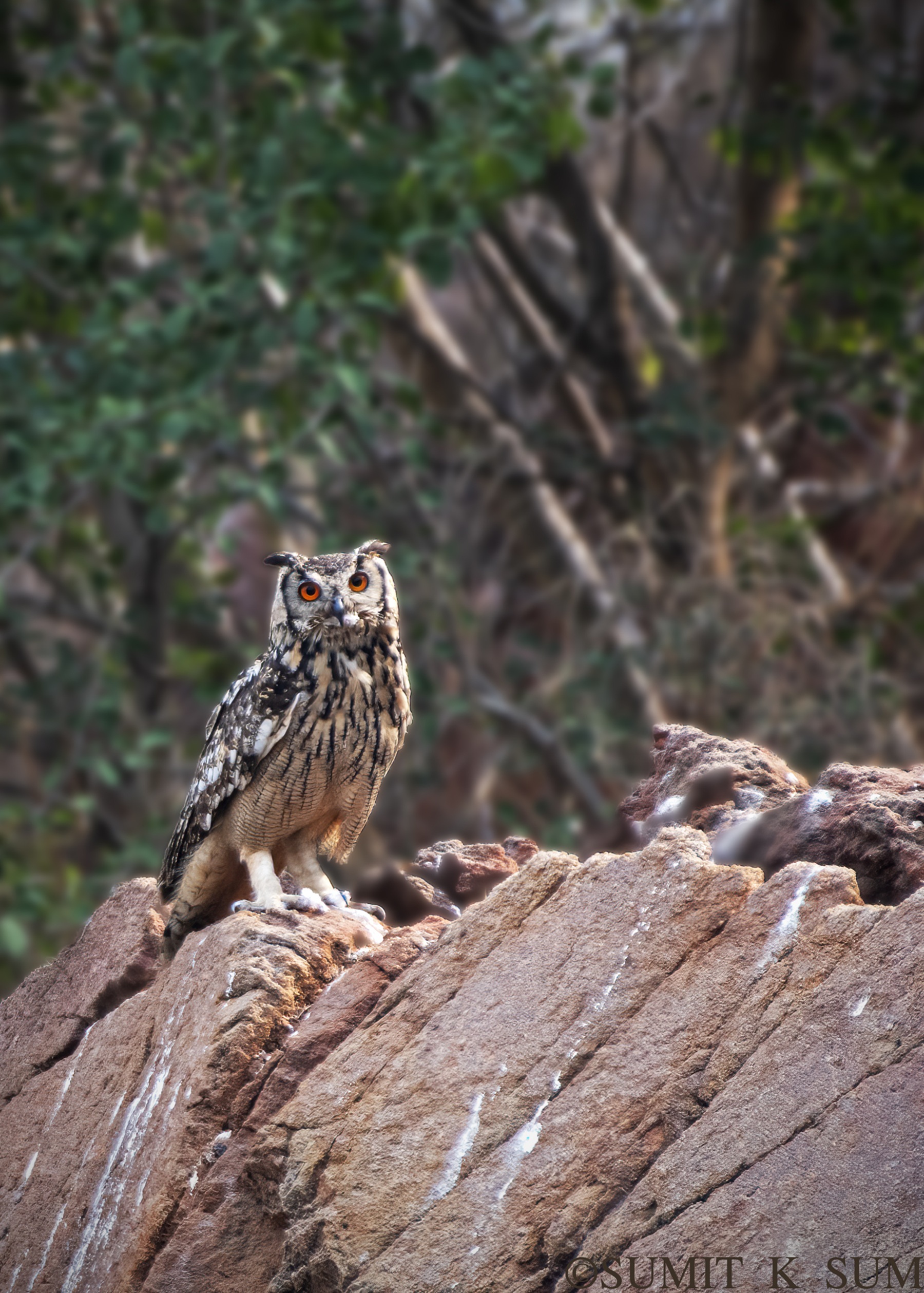 Indian Eagle Owl (Bubo Bengalensis) – Nature Storyteller