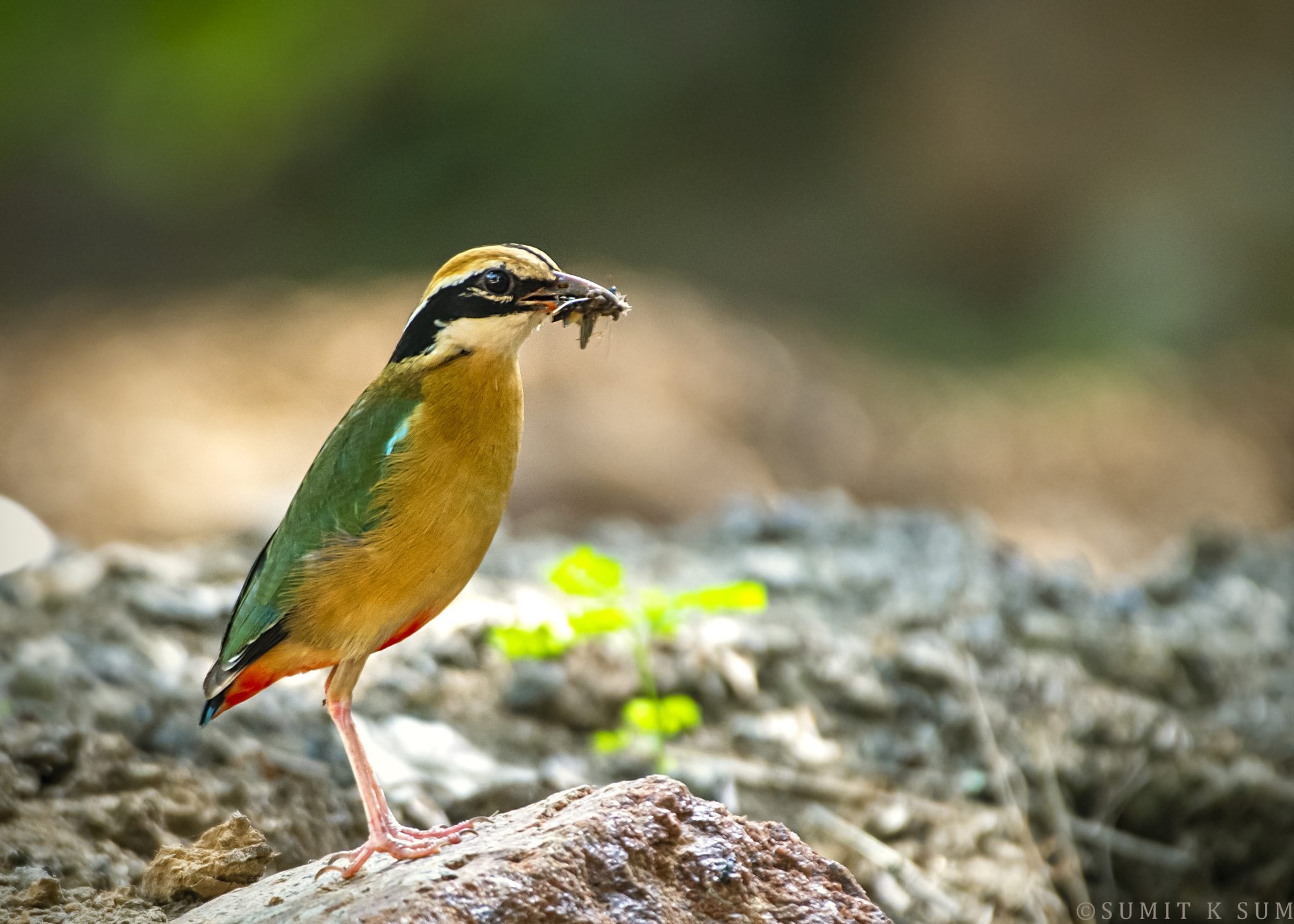 Indian Pitta (Pitta Brachyura) or Navrang – Nature Storyteller