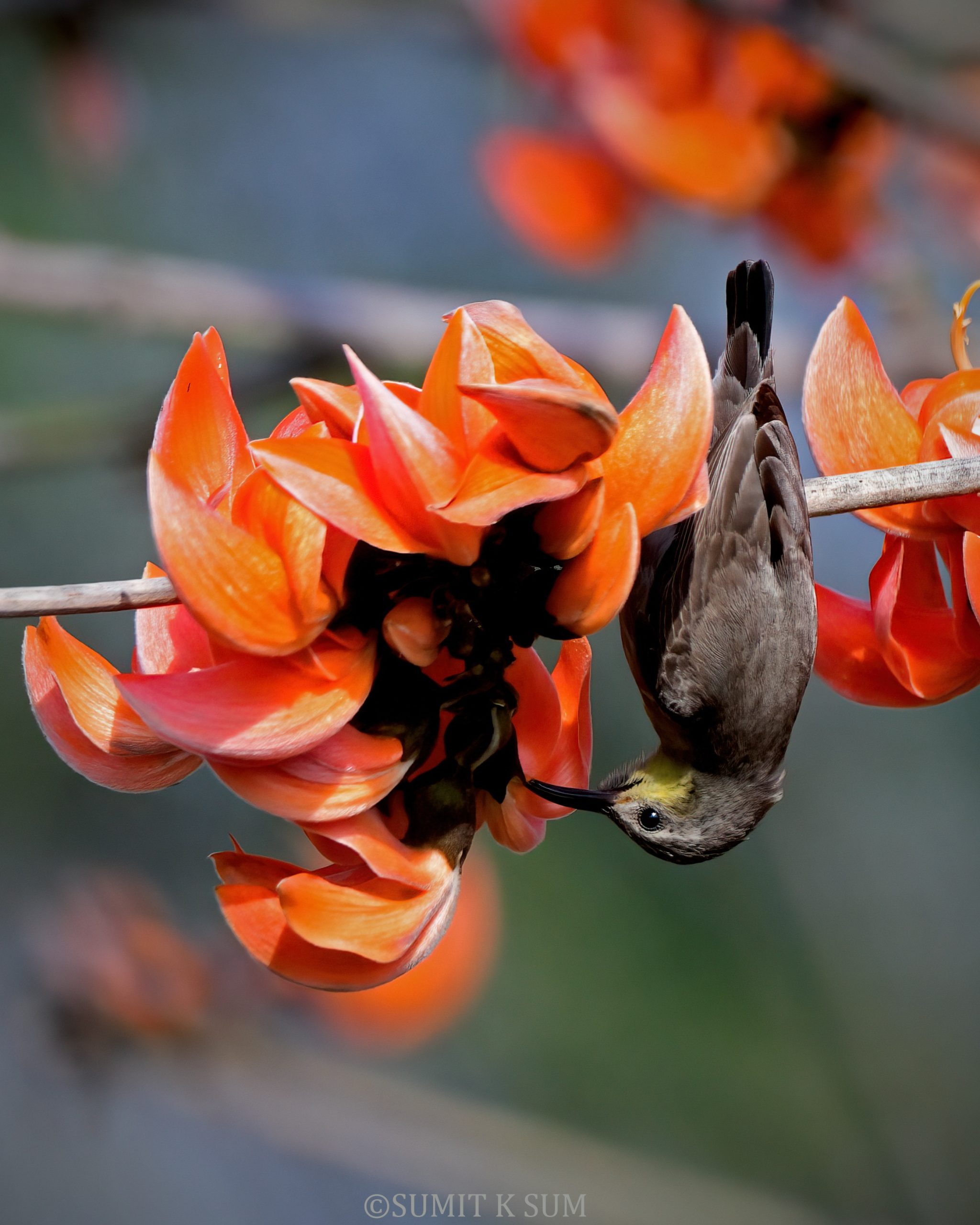 Purple Sunbird (Cinnyris Asiaticus) – Nature Storyteller