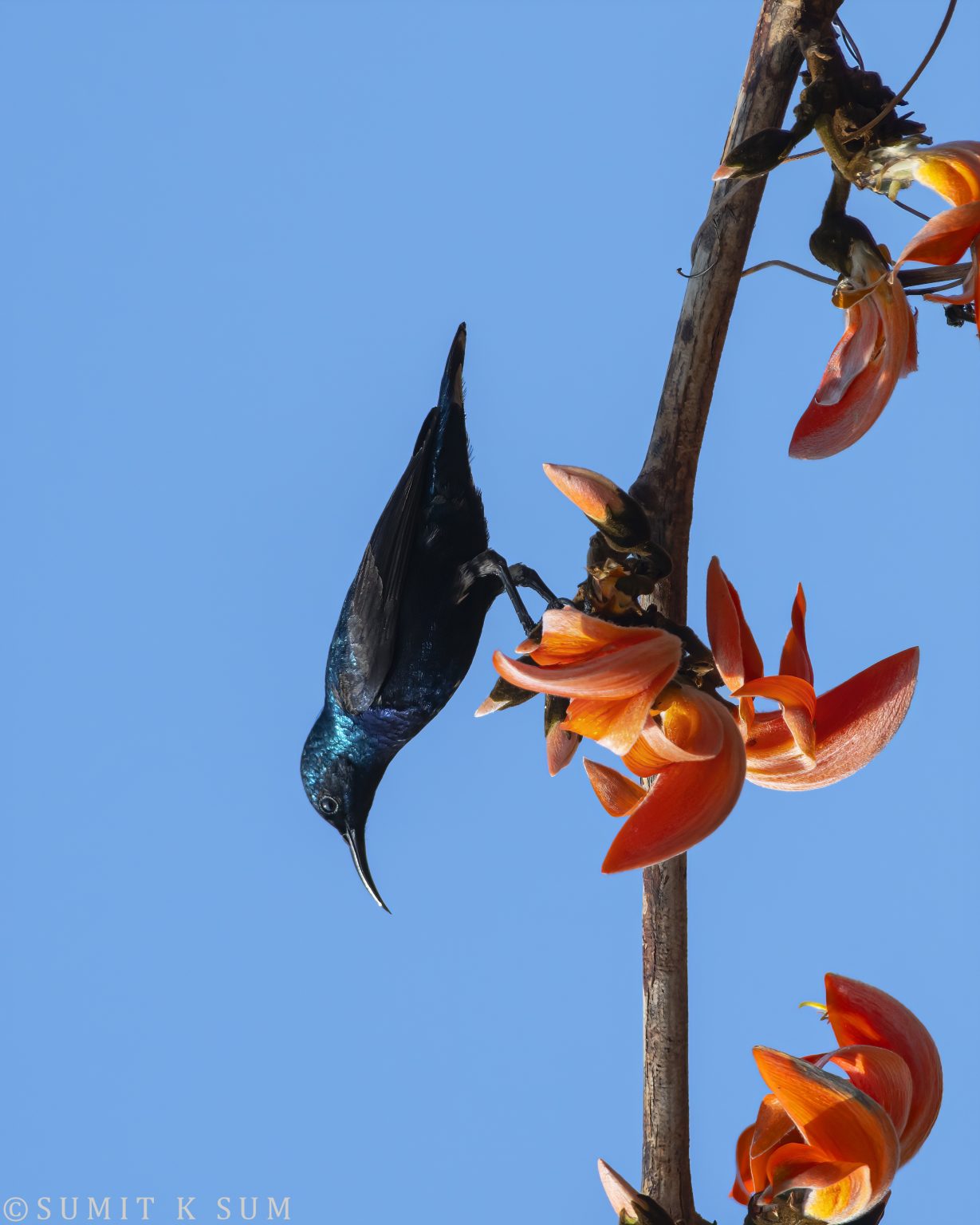 Purple Sunbird (Cinnyris Asiaticus) – Nature Storyteller