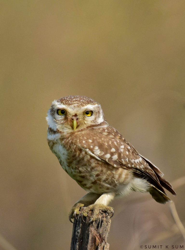 Spotted Owlet – The Friendly Little Owl of India | Nature Storyteller