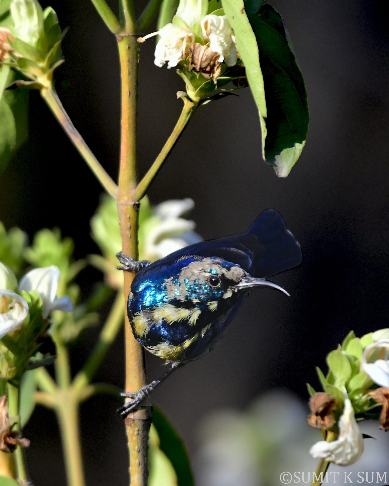 Purple Sunbird (Cinnyris Asiaticus) – Nature Storyteller
