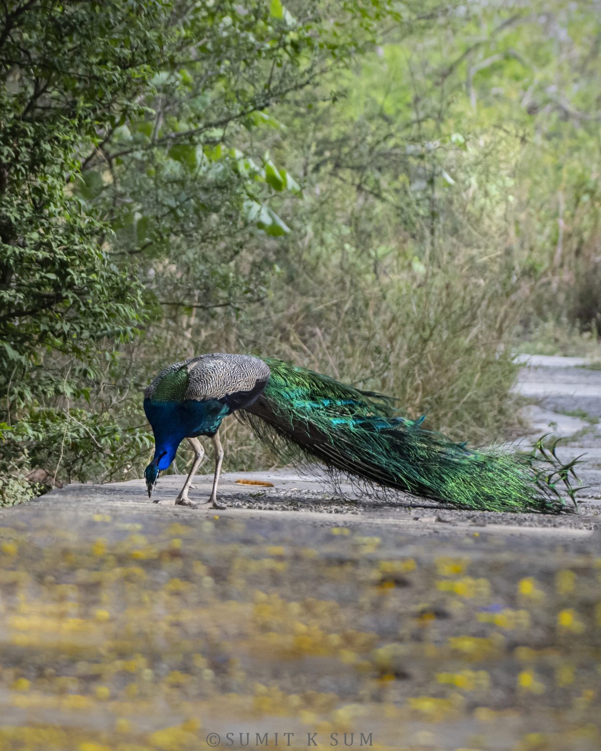 Indian Peafowl (Pavo Cristatus) – The National Bird of India – Nature ...