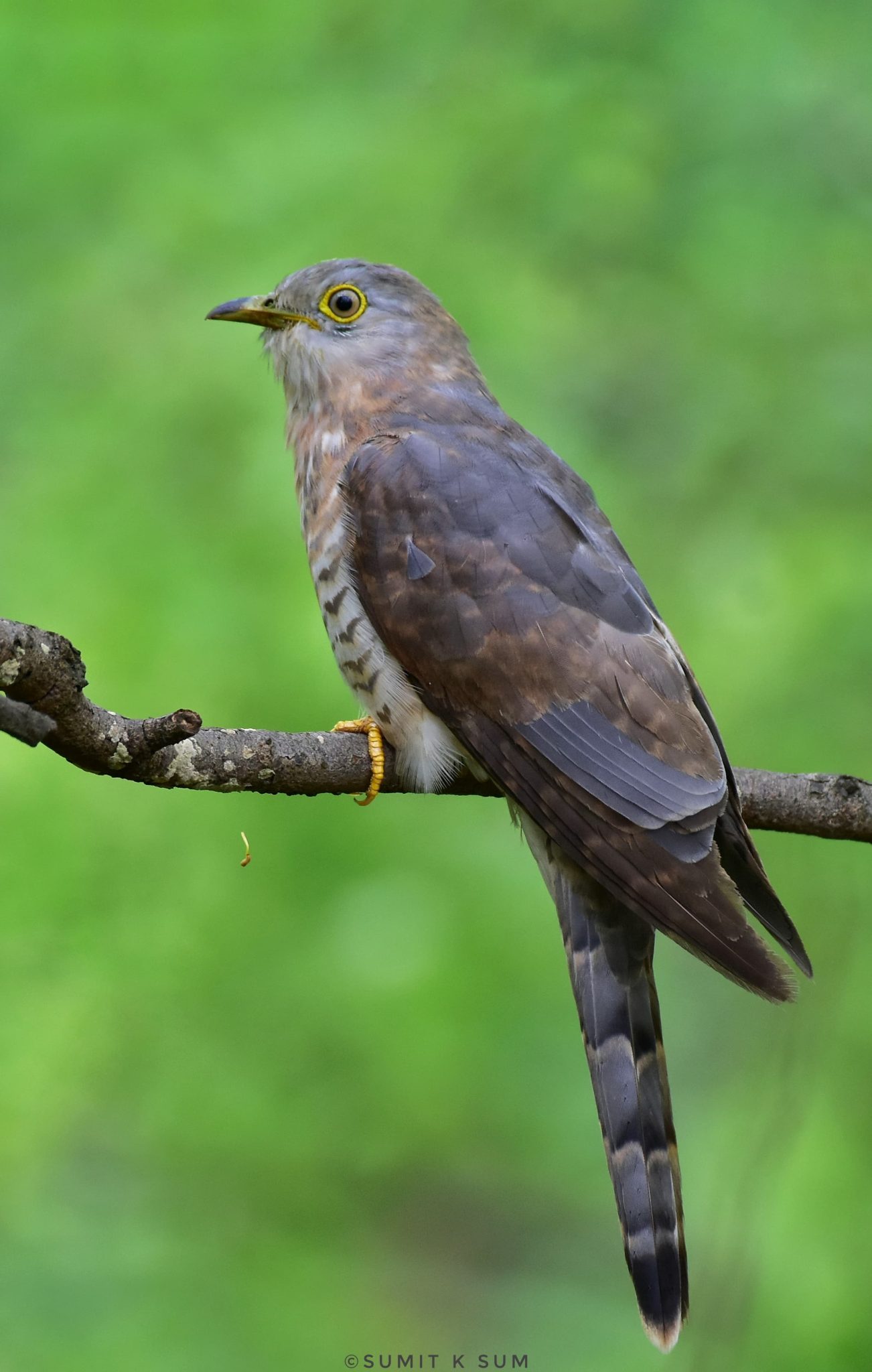 Common Hawk-Cuckoo – The Brainfever Bird – Nature Storyteller