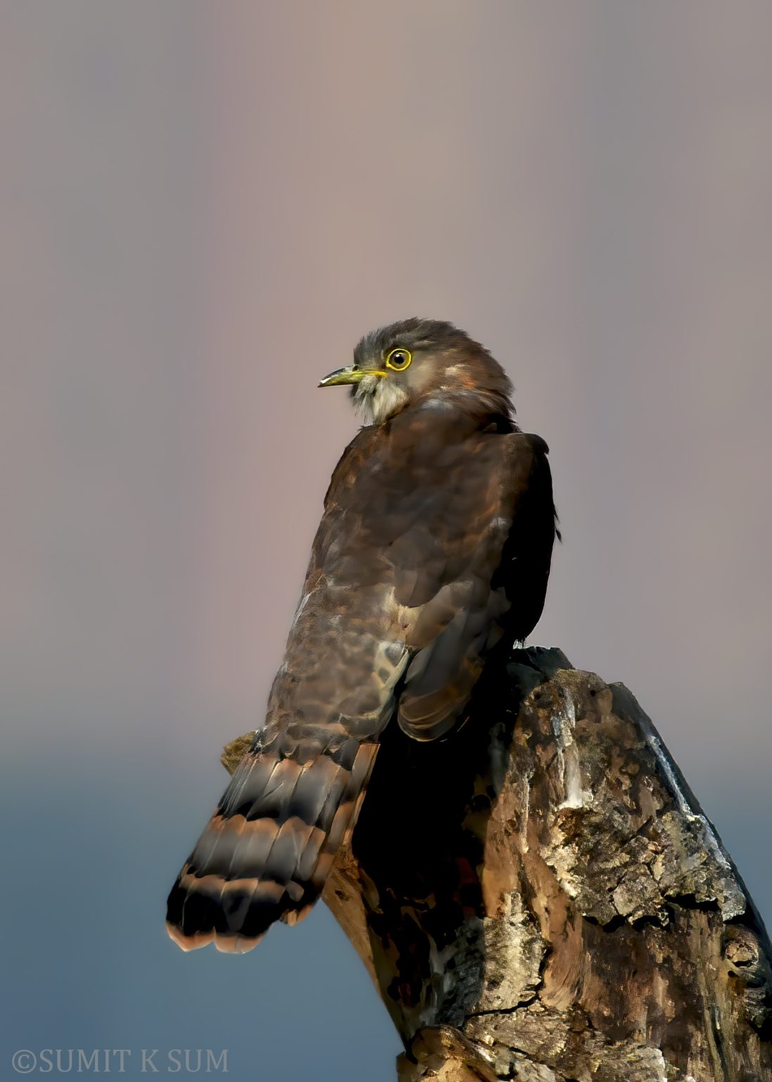 Common Hawk-Cuckoo – The Brainfever Bird – Nature Storyteller