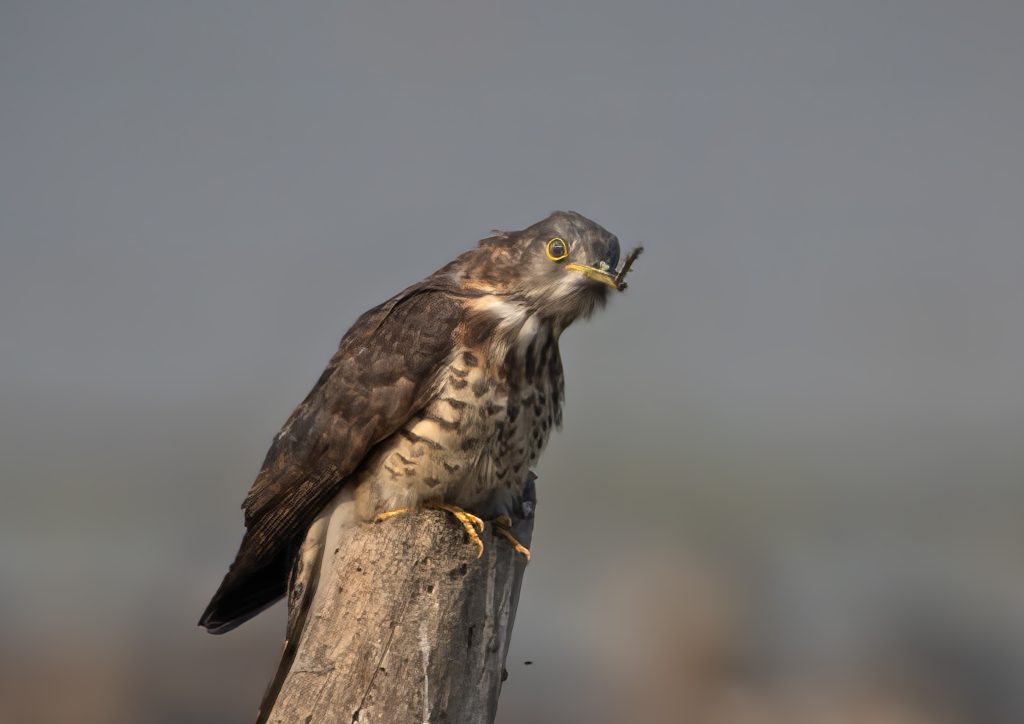 Common Hawk-Cuckoo – The Brainfever Bird – Nature Storyteller