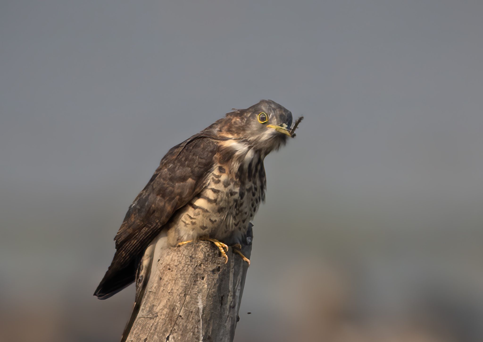 Common Hawk-Cuckoo – The Brainfever Bird – Nature Storyteller