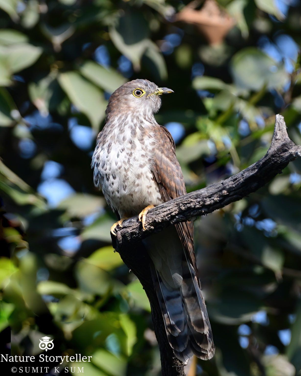 Common Hawk-Cuckoo – The Brainfever Bird – Nature Storyteller
