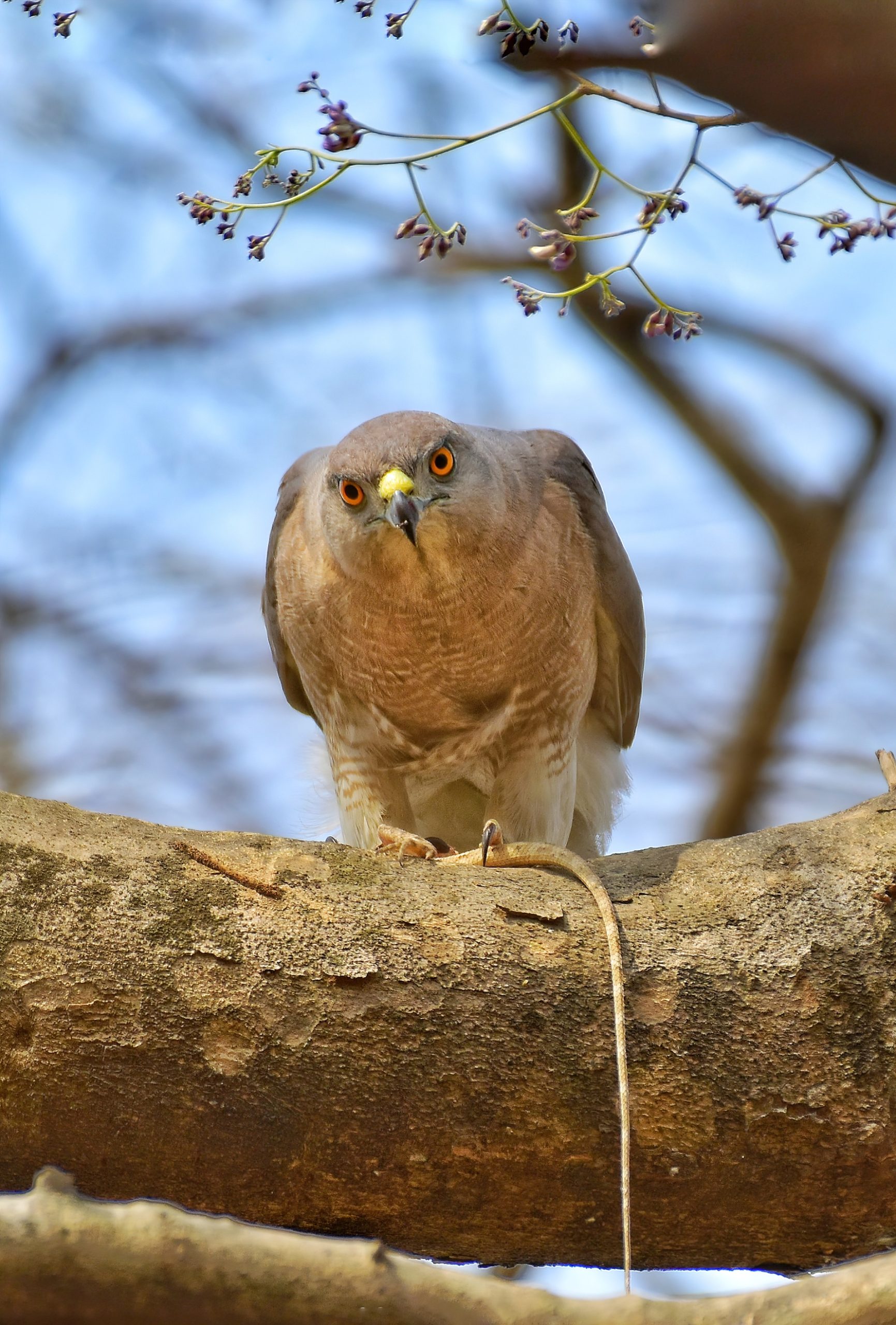 Shikra (Accipiter Badius): The Urban Raptor of India – Nature Storyteller