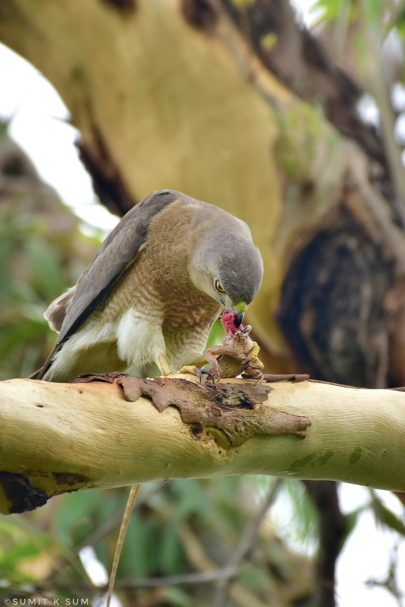 Shikra (Accipiter Badius): The Urban Raptor of India – Nature Storyteller