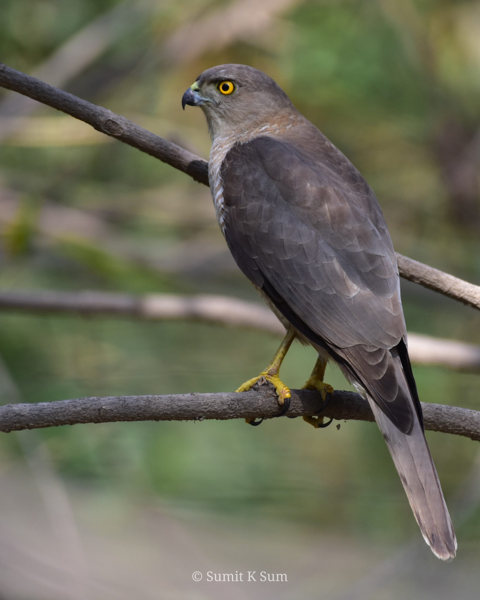 Shikra (Accipiter Badius): The Urban Raptor of India – Nature Storyteller