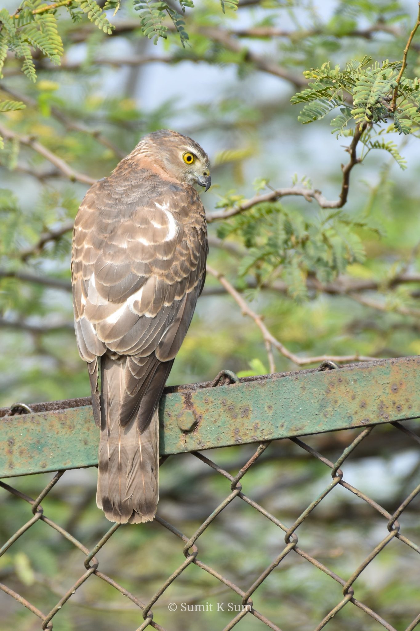 Shikra (Accipiter Badius): The Urban Raptor of India – Nature Storyteller
